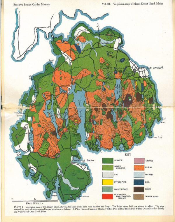 Understory: The Future Forest of Acadia, Part 2 | Schoodic Institute