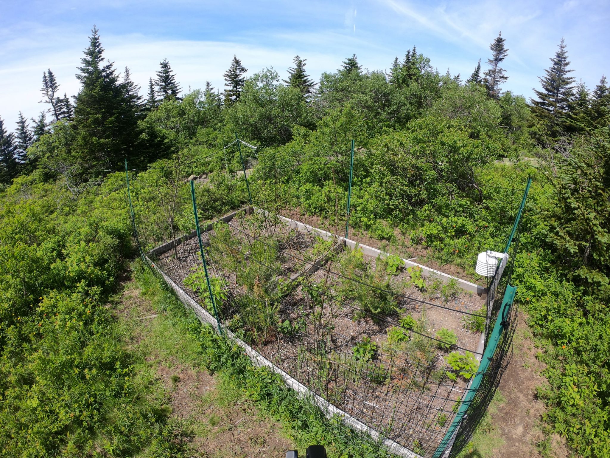Understory: The Future Forest of Acadia, Part 2 | Schoodic Institute