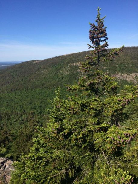 Understory: The Future Forest of Acadia, Part 2 | Schoodic Institute