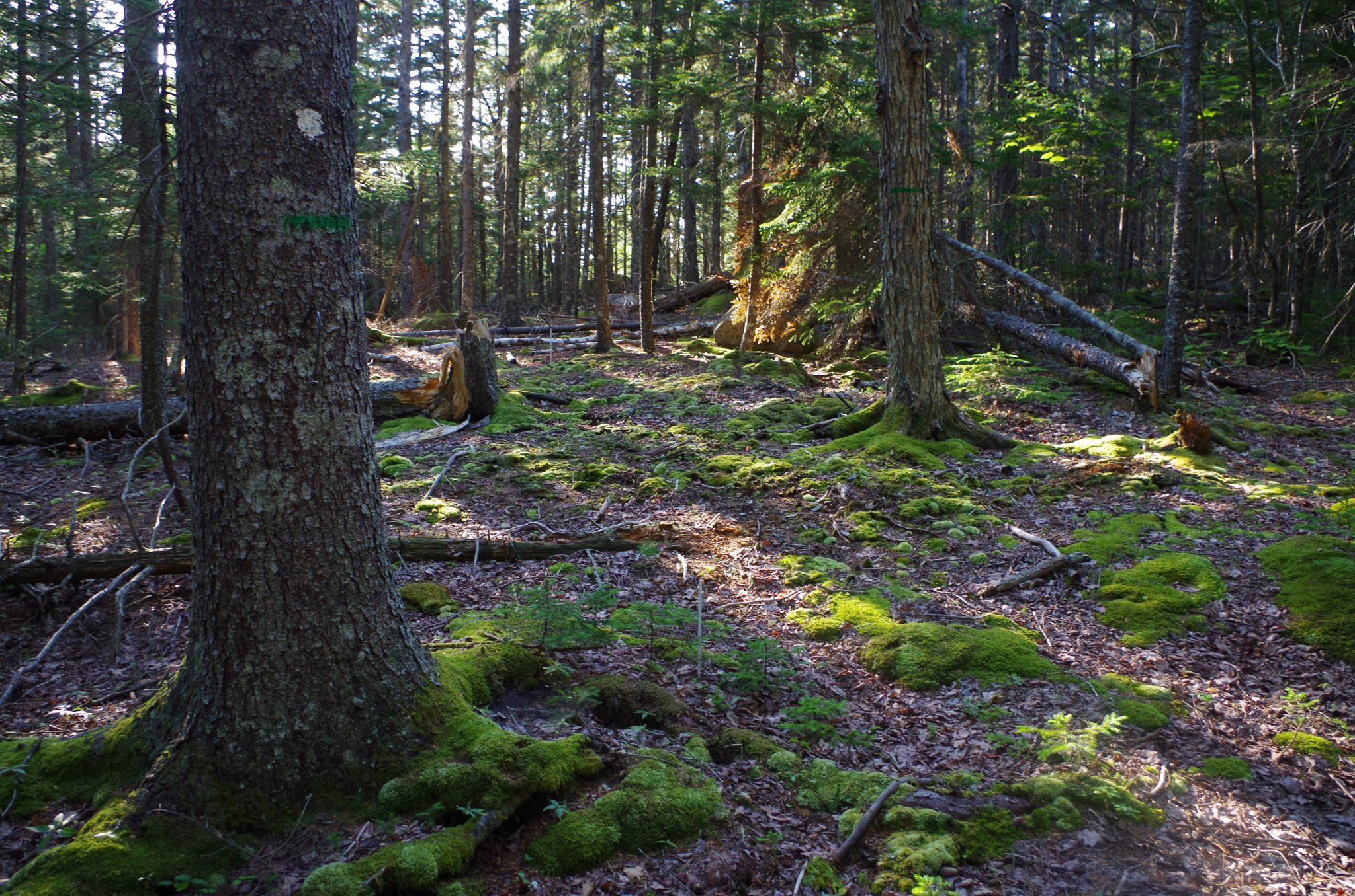 Understory: The Future Forest of Acadia, Part 3 | Schoodic Institute