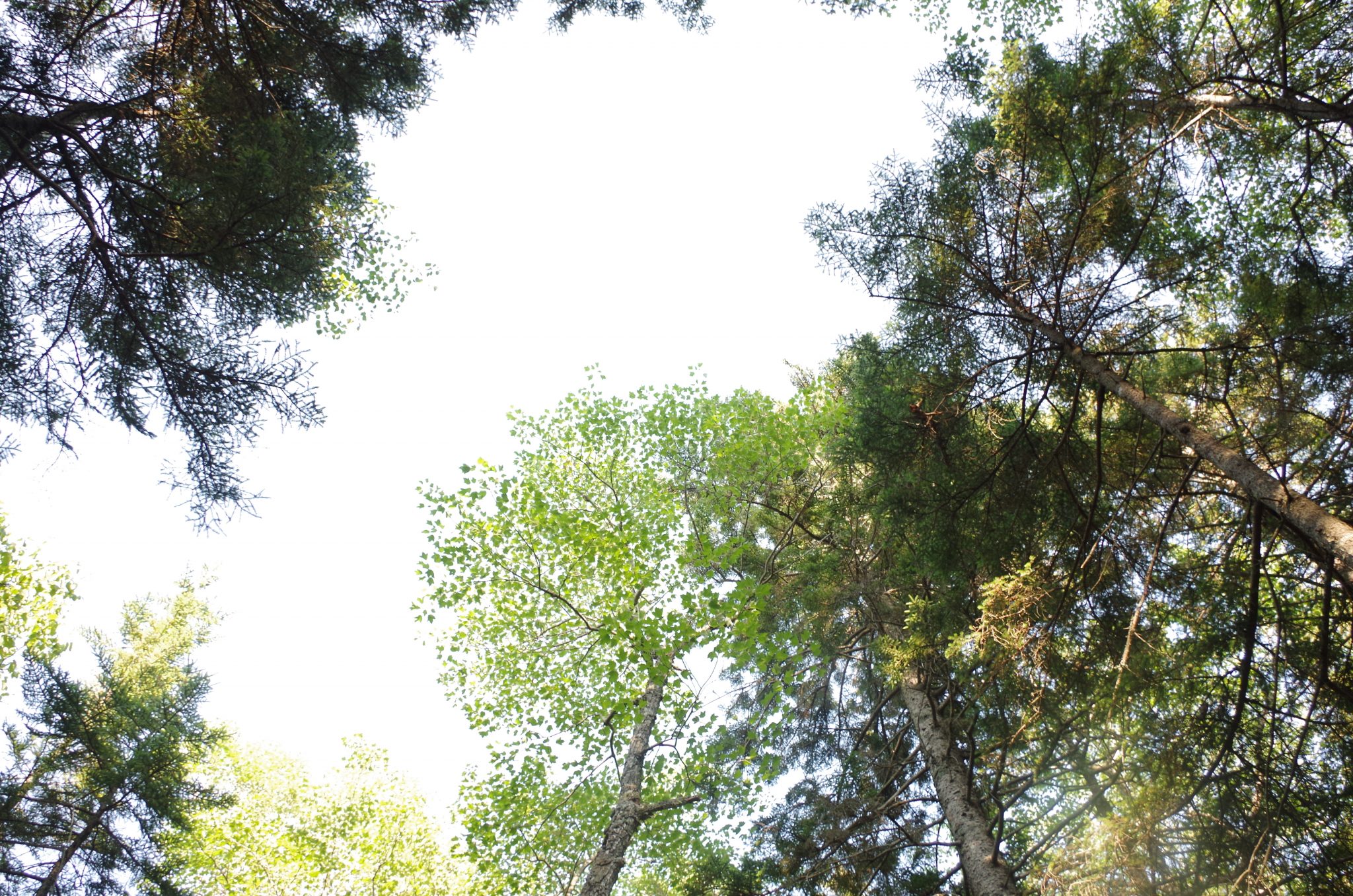 Understory: The Future Forest of Acadia, Part 3 | Schoodic Institute