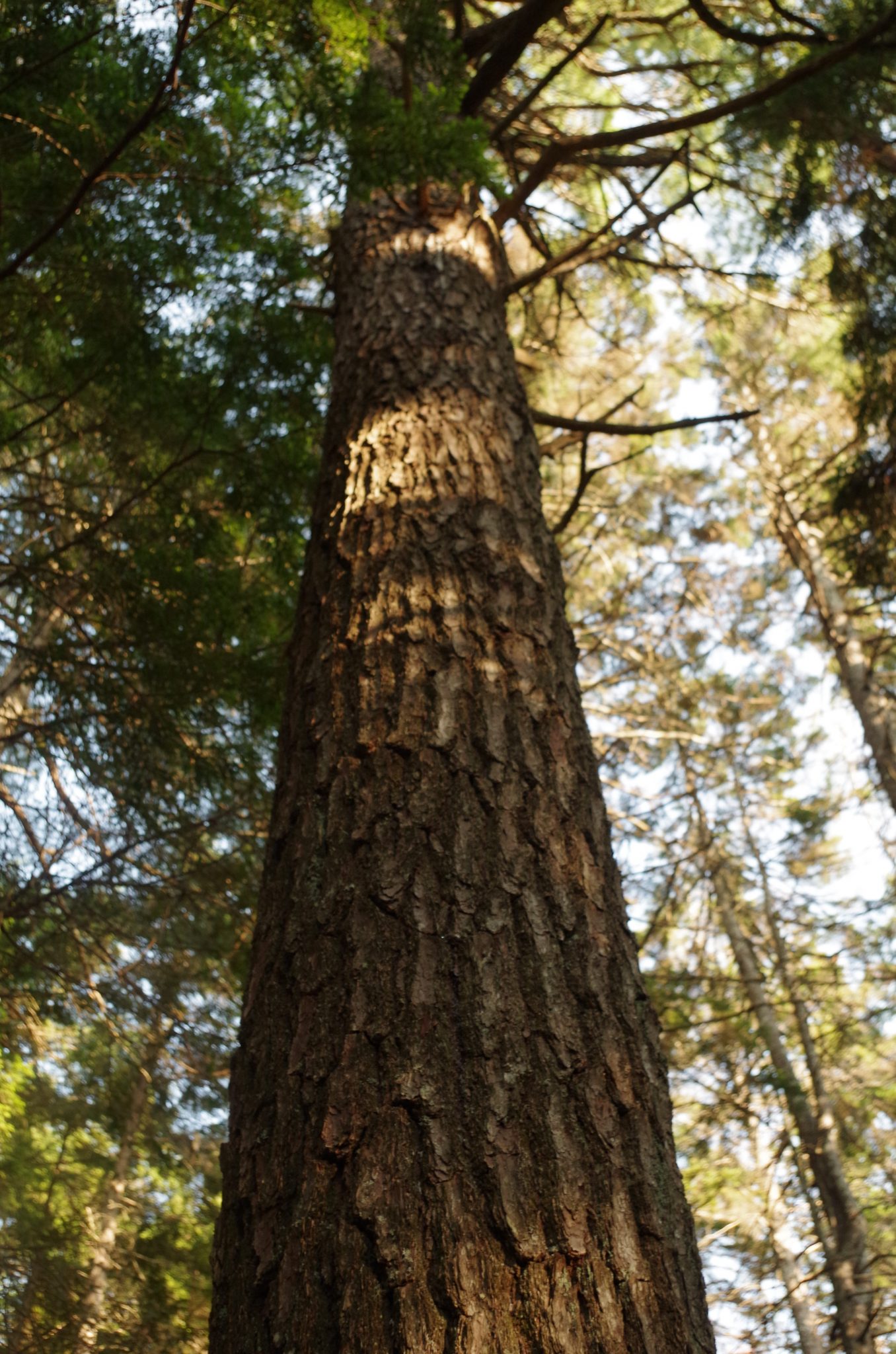 Understory: The Future Forest of Acadia, Part 3 | Schoodic Institute