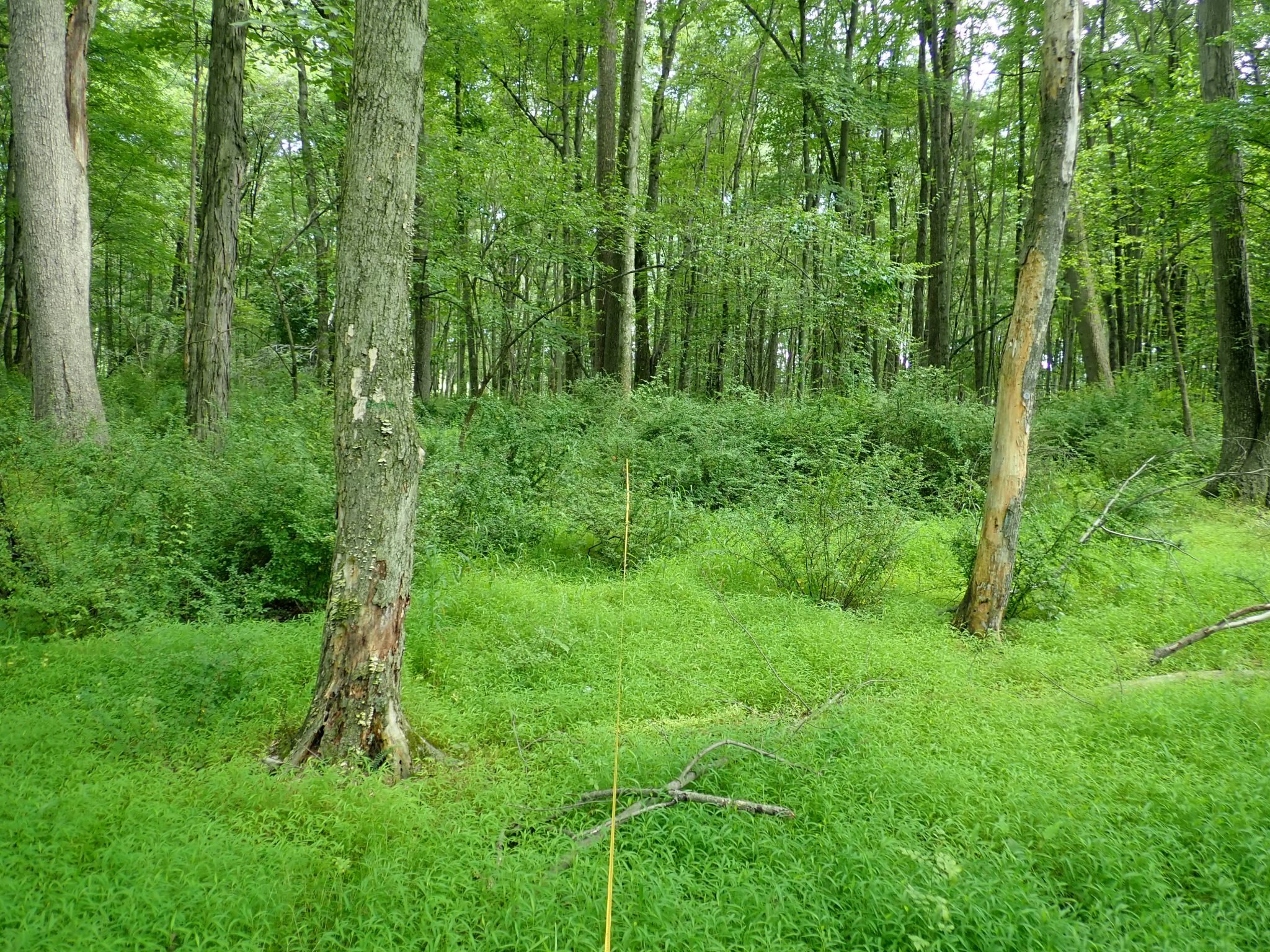 Understory: The Future Forest of Acadia, Part 4 | Schoodic Institute