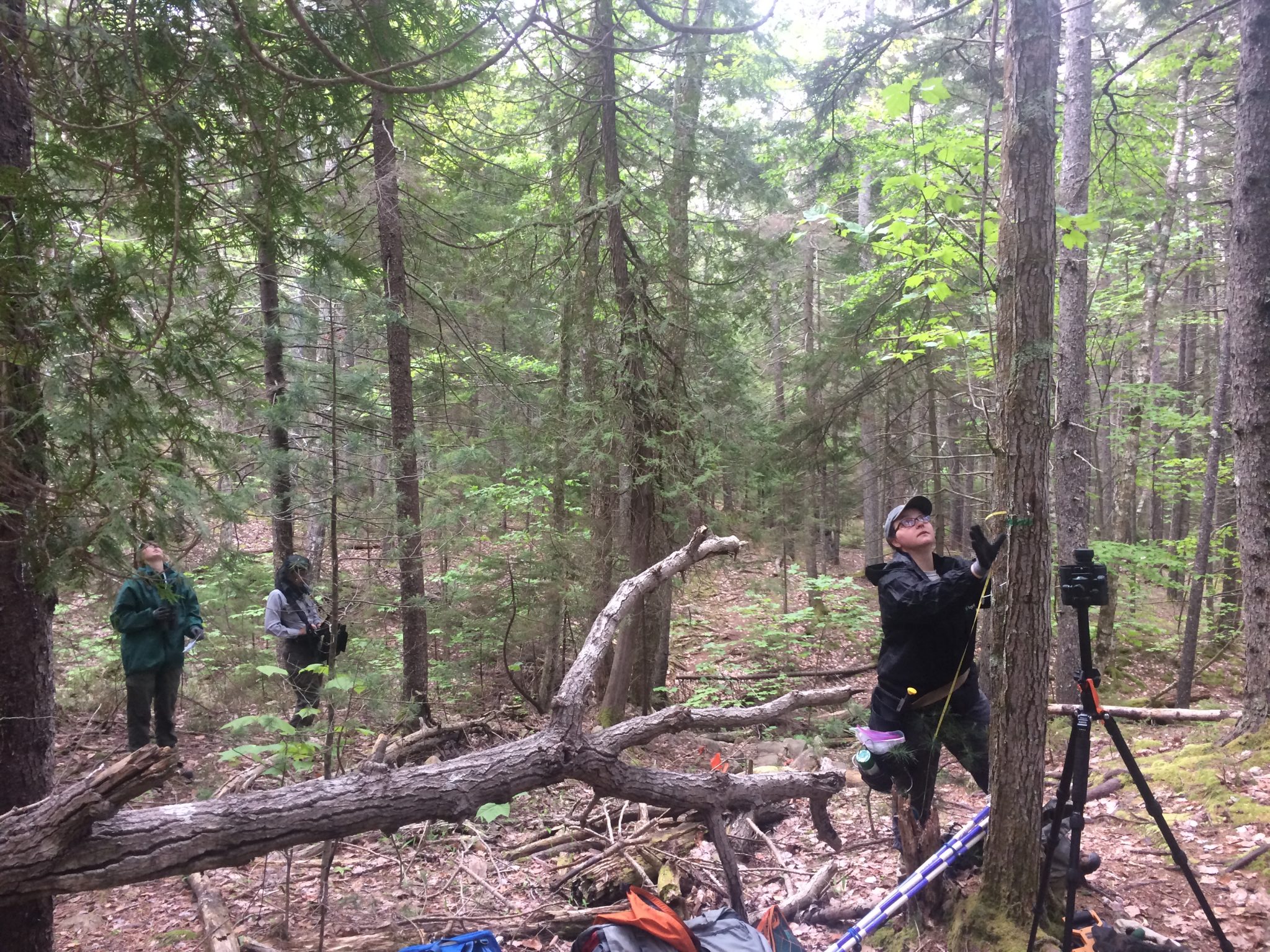 Understory: The Future Forest of Acadia, Part 4 | Schoodic Institute