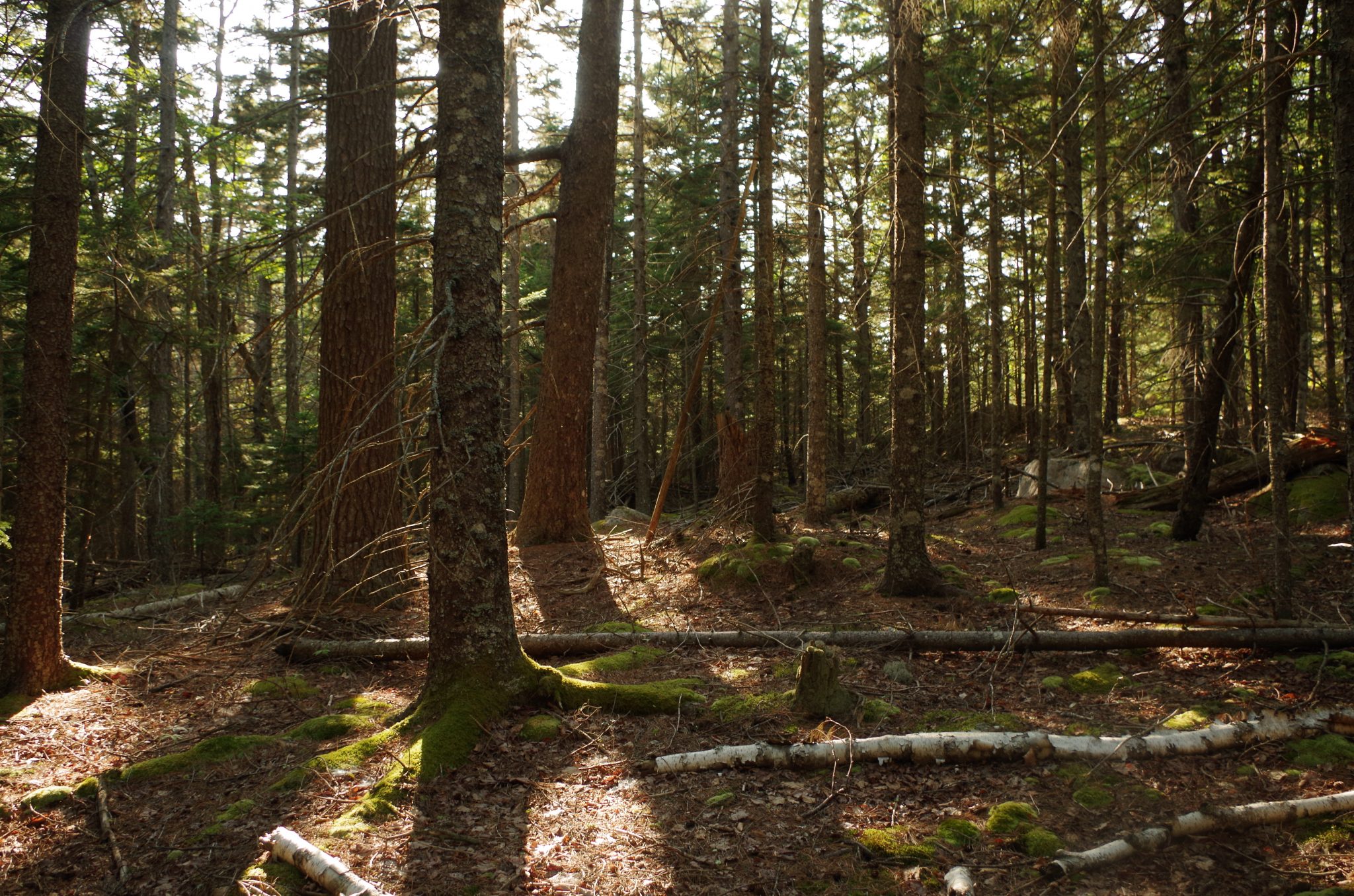 Understory | Schoodic Institute
