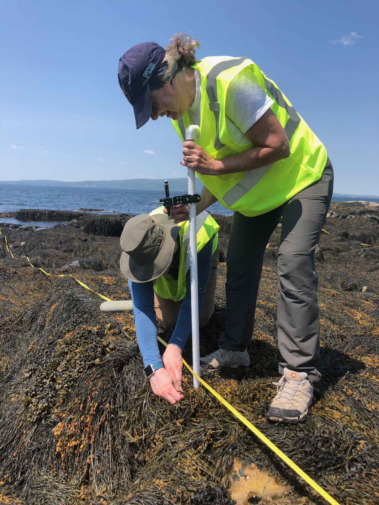 A day in the field with Earthwatch | Schoodic Institute
