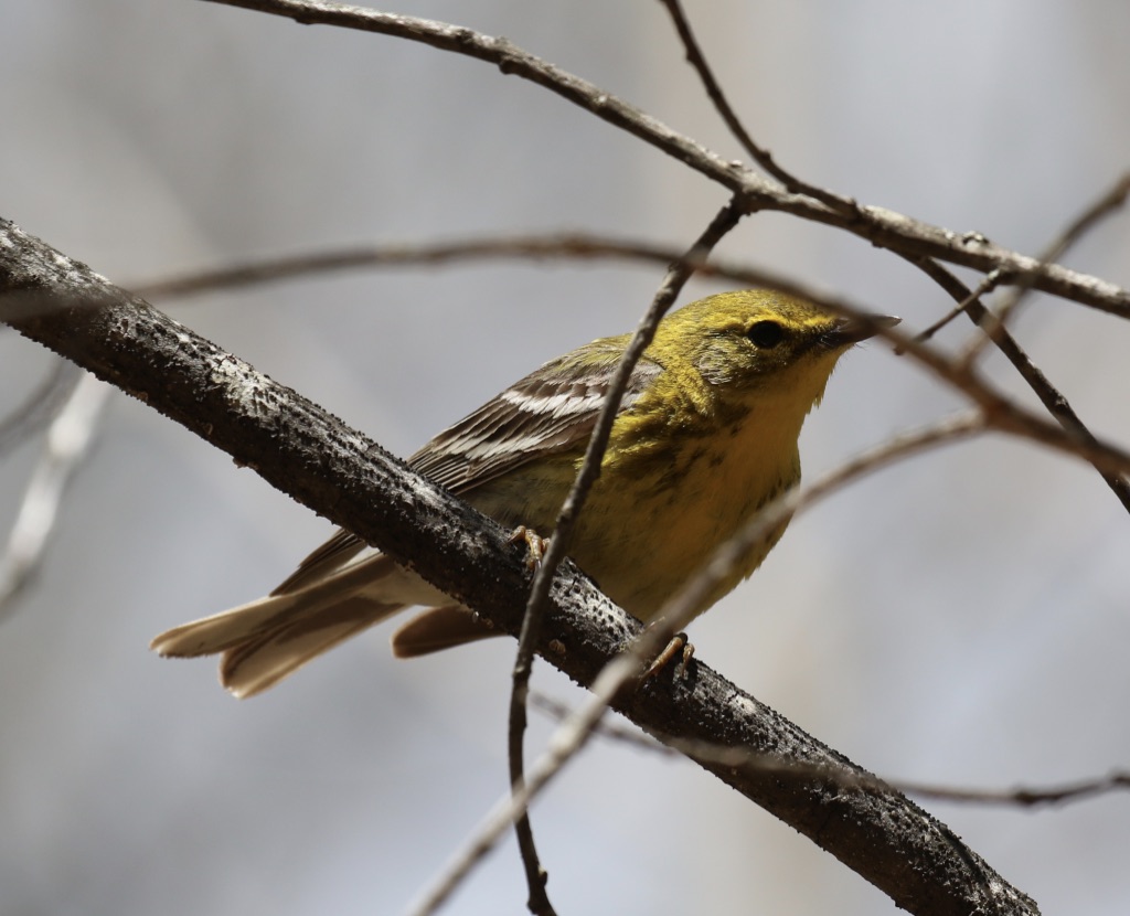 Living on warbler time | Schoodic Institute
