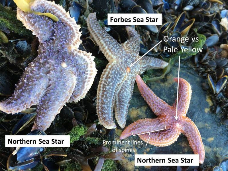 We see stars: a call to (five) arms, from Schoodic to Stonington ...