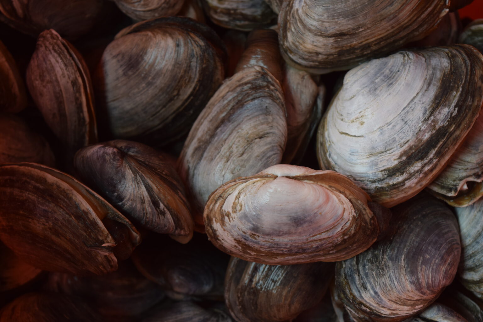 From Clamflats to Committees: Shellfish Co-management in Maine ...