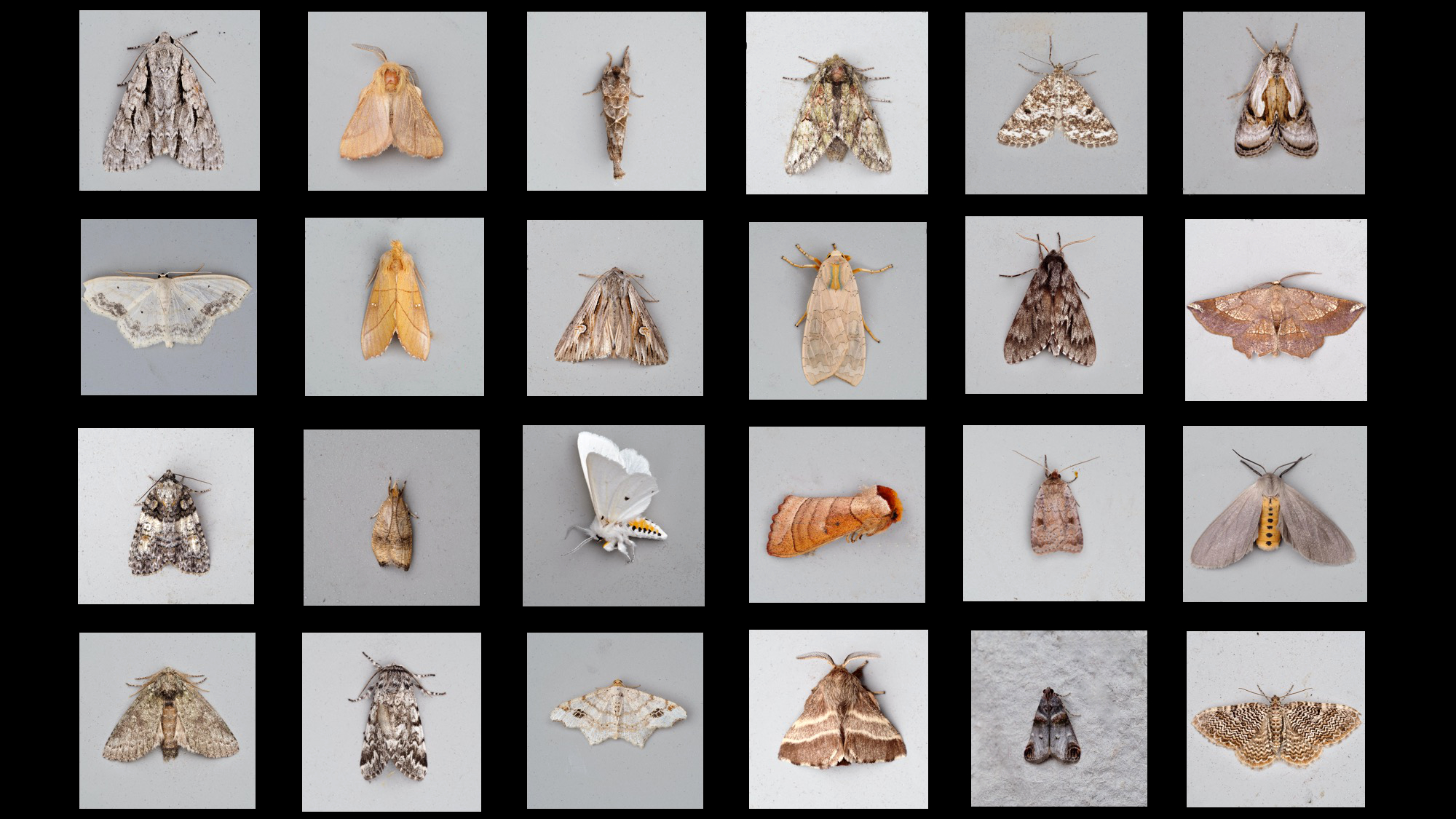 The changing - and unchanging - moths of Acadia | Schoodic Institute