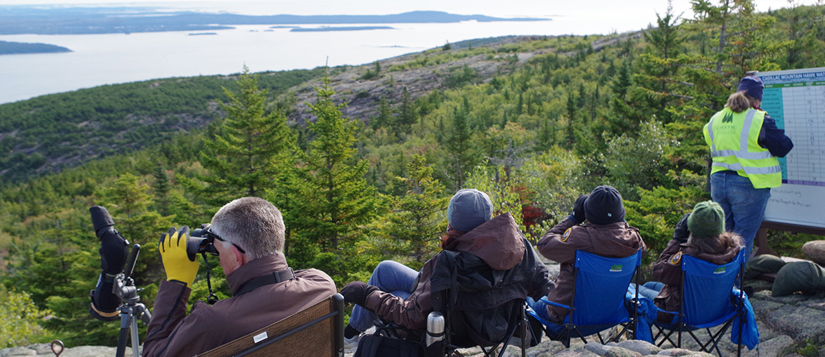 Support Bird Science in Acadia | Schoodic Institute