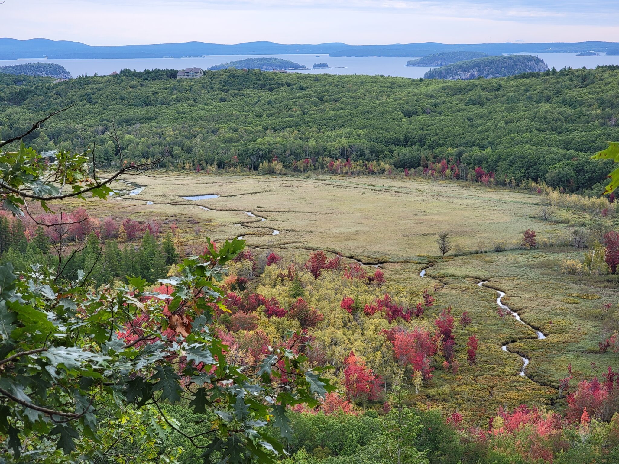 Wild Acadia | Schoodic Institute