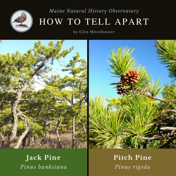 Schoodic Signals: Jack Pine | Schoodic Institute