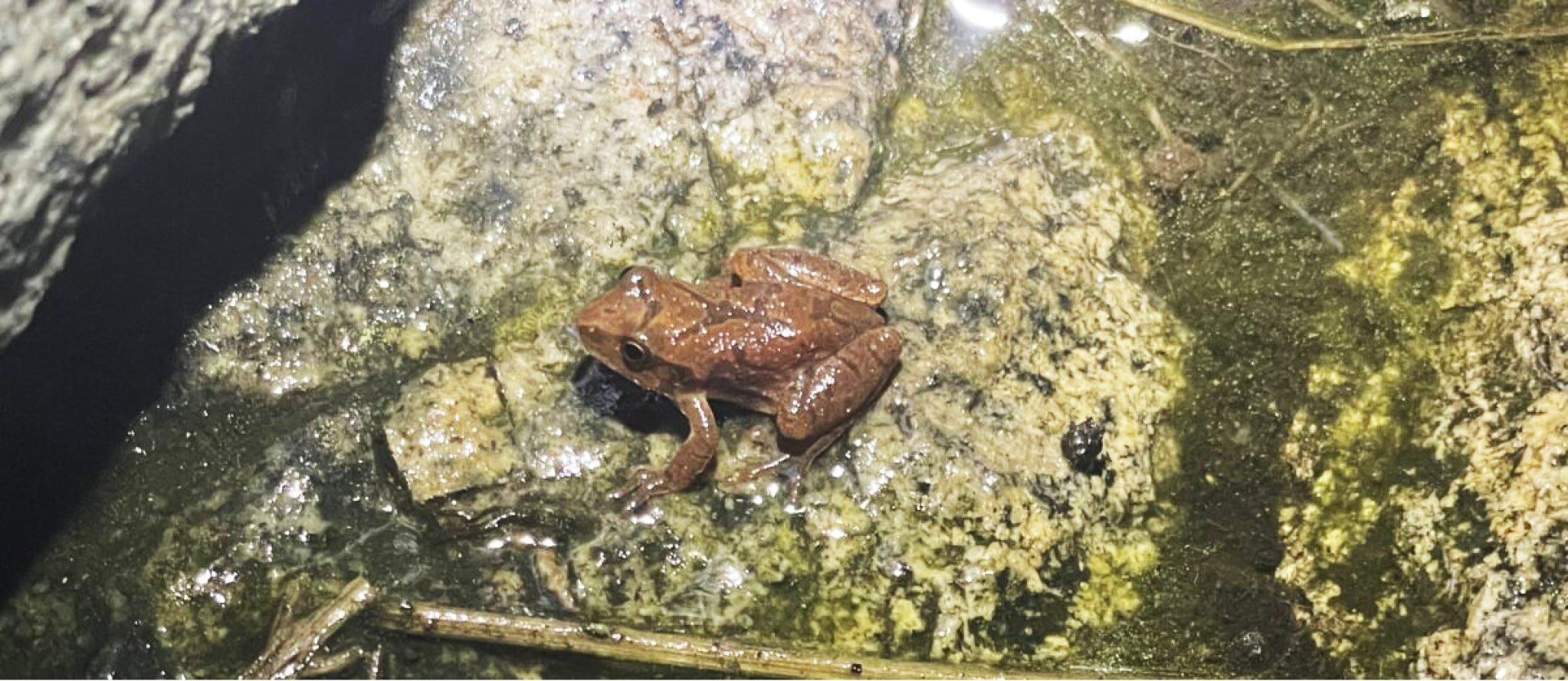 Schoodic Signals: Spring Peeper | Schoodic Institute