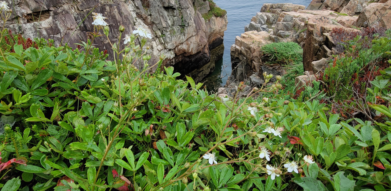 What we can learn from three-toothed cinquefoil | Schoodic Institute