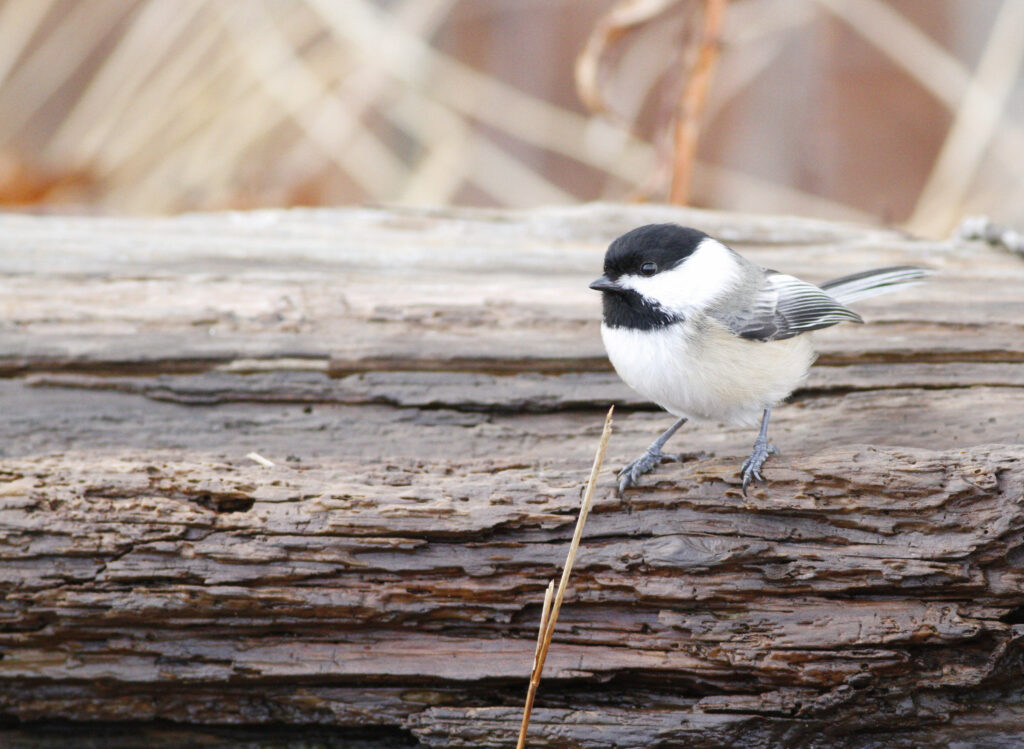 On nuthatches and other birds in winter | Schoodic Institute