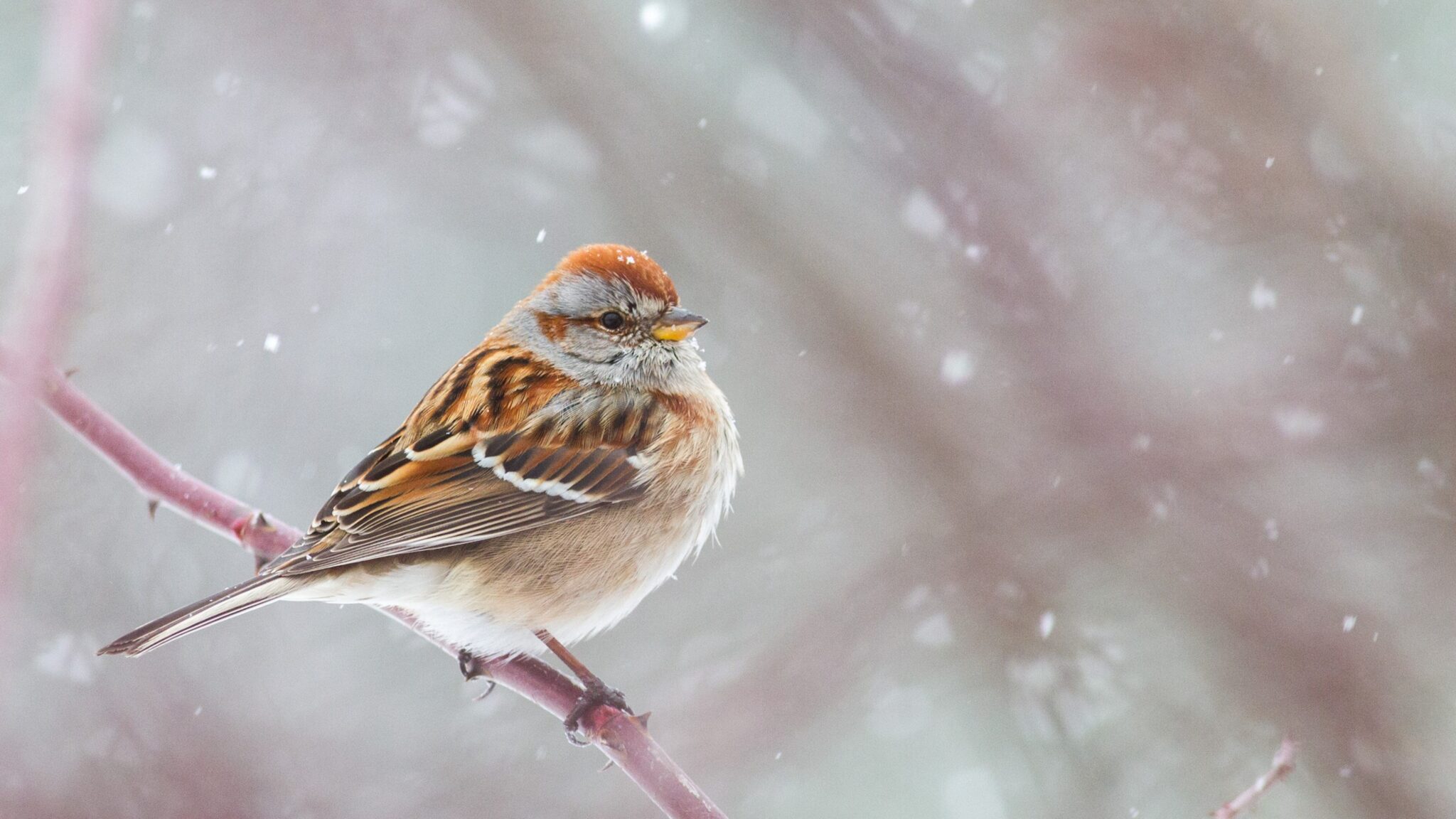 The subtle beauty of a winter sparrow | Schoodic Institute