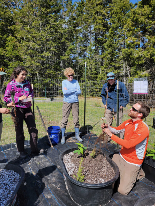 Extreme Trees – how do you manage the future forest? | Schoodic Institute