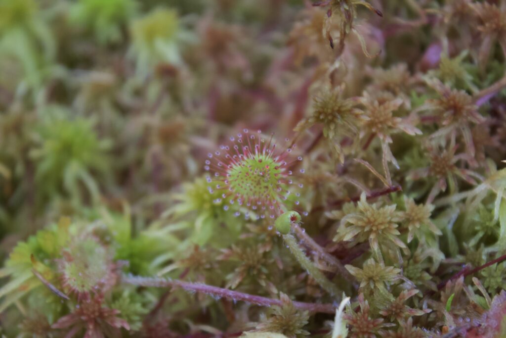 In the den of sundew | Schoodic Institute