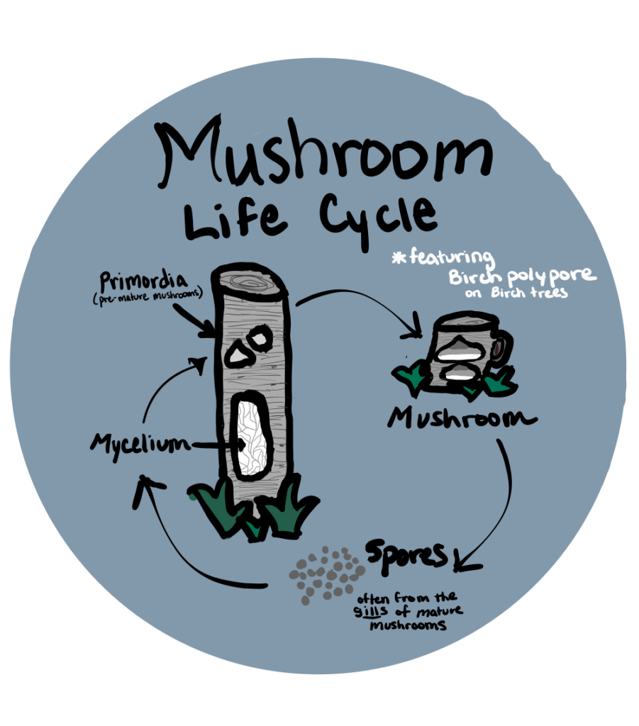 Exploring mushroom identification | Schoodic Institute