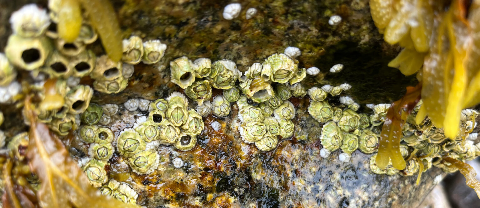 Do barnacles have brains? Rethinking scientific definitions | Schoodic ...