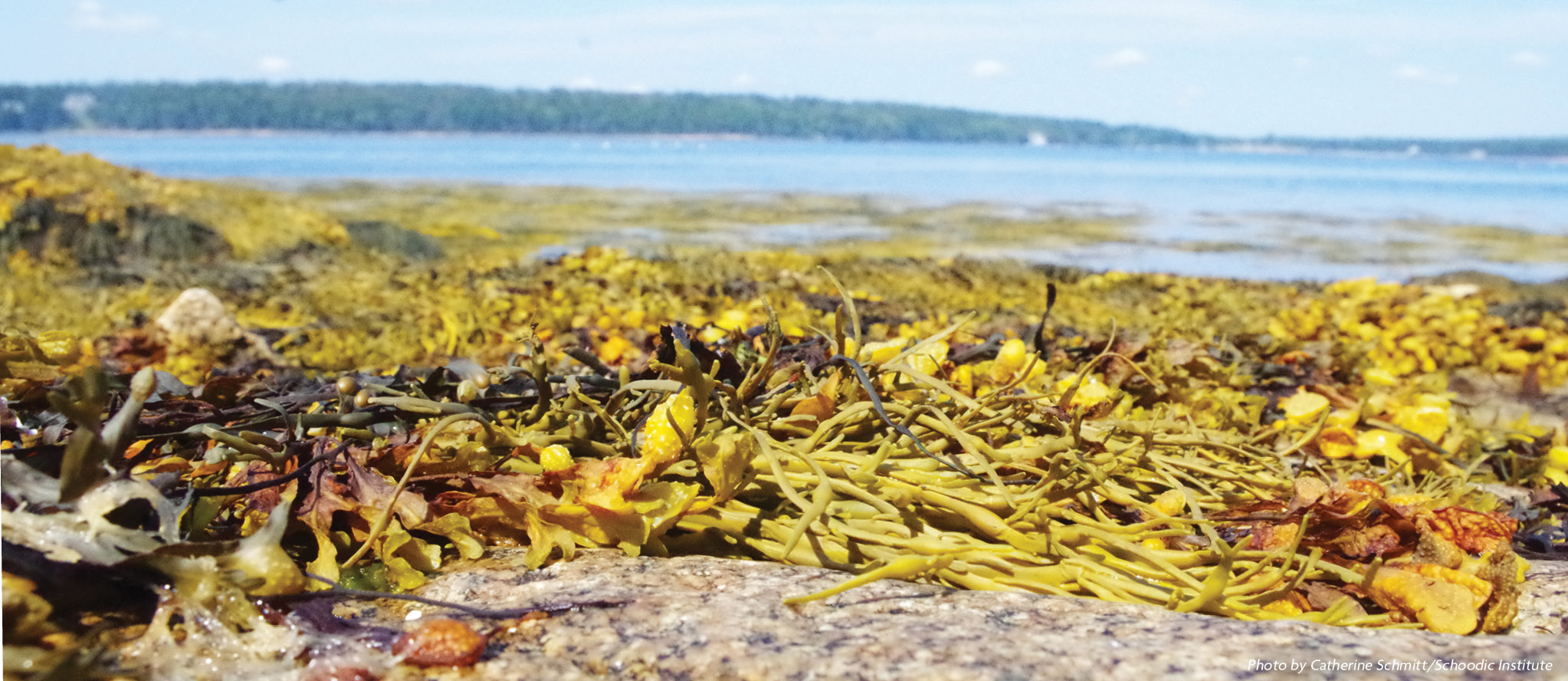 Getting Closer To Managing Rockweed As An Ecosystem | Schoodic Institute