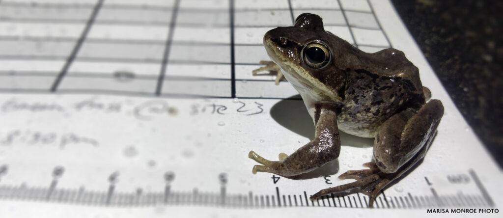 An Offering of Frogs | Schoodic Institute